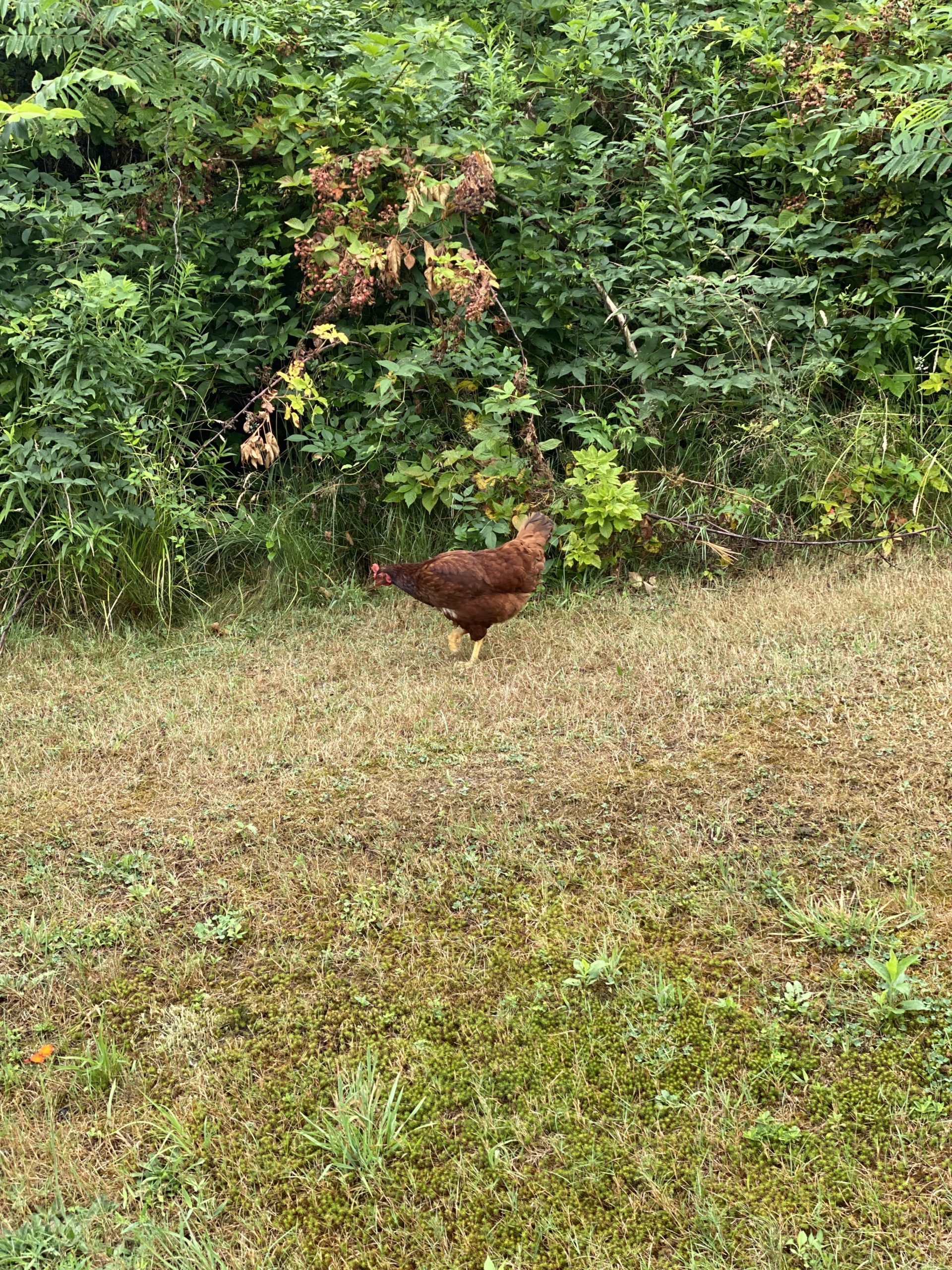 Homepage - Rhode Island Red Club